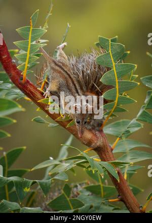 Honey Possum or noolbenger Tarsipes rostratus tiny marsupial feeds on ...