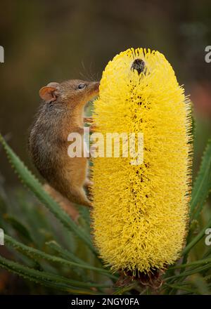 Honey Possum or noolbenger Tarsipes rostratus tiny marsupial feeds on ...