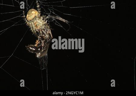 Orbweb spiders (Socca pustulosa Stock Photo - Alamy
