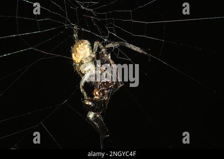 Orbweb spiders (Socca pustulosa Stock Photo - Alamy