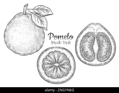 Hand Drawn vintage fruit and juice logo in flat line art style isolated ...