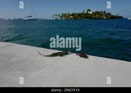 Harbor of Christiansted on St. Croix Stock Photo - Alamy