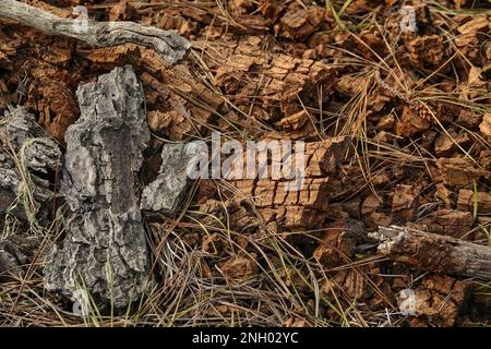 Monterey Peninsula, CA., USA - 2nd February,2023 - Graphic landscape ...