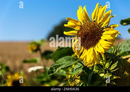 Common sunflower during a beautiful and sunny summer day Stock Photo ...