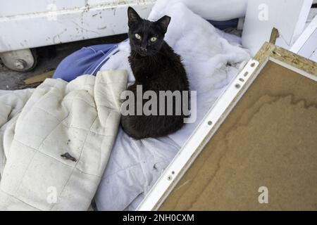 Detail of domestic animal alone and hungry in the street Stock Photo ...