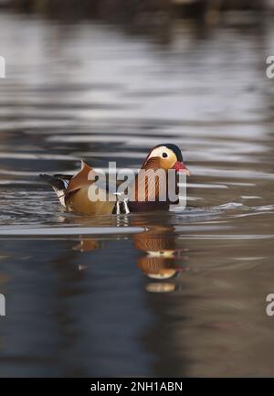 Mandarin duck Stockholm Sweden Stock Photo - Alamy