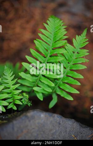 A small wild fern plant growing in a park Stock Photo - Alamy