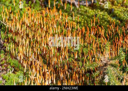 Spore capsules of Polytrichum piliferum moss, also called bristly ...