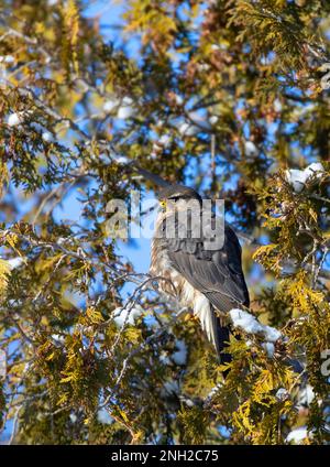 Merlin is a small falcon perched in a cedar tree hunting in winter ...