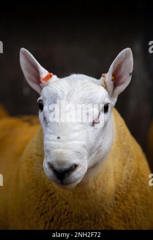 Head of a North Country Cheviots head at a ram sale, Lockerbie ...