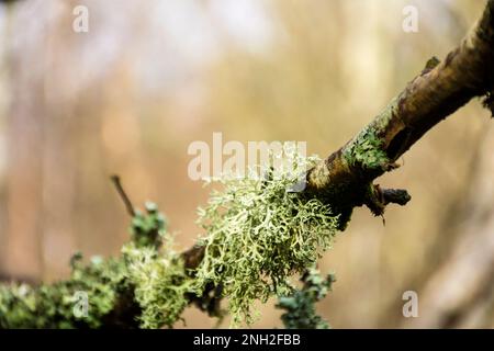 Letharia vulpina, a species of fruticose lichen fungus in the family ...