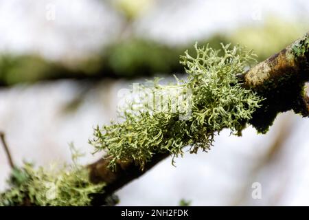 Letharia vulpina, a species of fruticose lichen fungus in the family ...