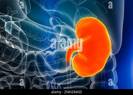 Illustration of Right Kidney Stock Photo - Alamy
