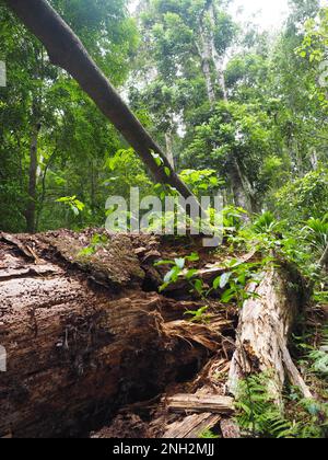 Fallen tree in Bunya Mountains National Park, Queensland, Australia ...