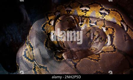 A scaly large reticulated python coiled up in a knot and waits for a ...