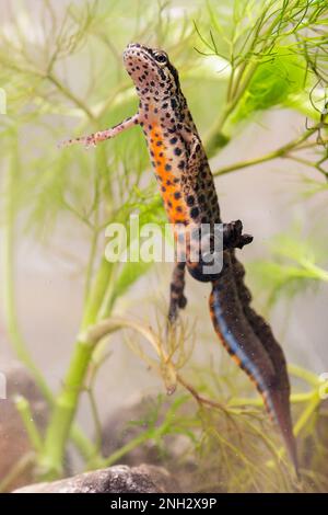 Tritone punteggiato - The smooth newt, European newt, northern smooth ...