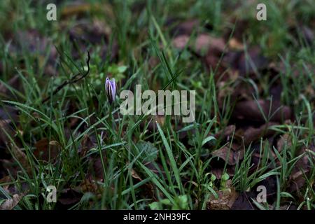 Crocus biflorus with grass and foliage seen up close Stock Photo - Alamy