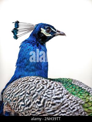 male Indian blue peacock walks around the yard. Colorful bird with a ...