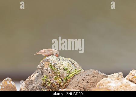 A trumpeter finch (Bucanetes githagineus) perched on rock in the rocky ...
