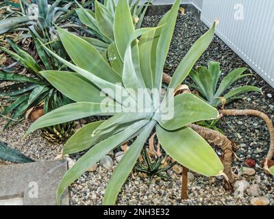 Elephant's trunk plant (Agave attenuata) isolated on white Stock Photo ...