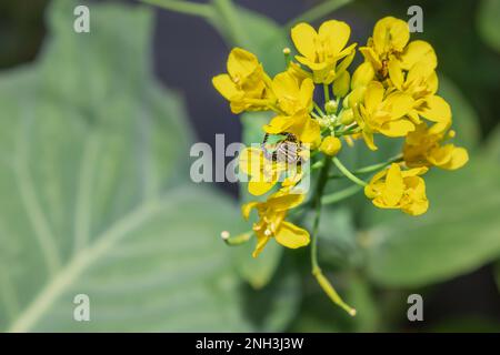 Monkey beetle, scarab beetles, Hopliini, Scarabaeidae, Clania ...