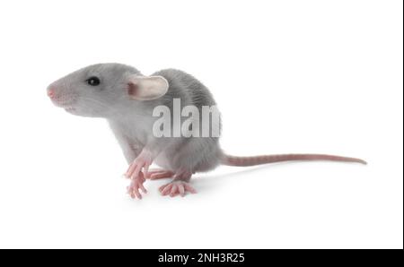 Small fluffy grey rat on white background Stock Photo - Alamy