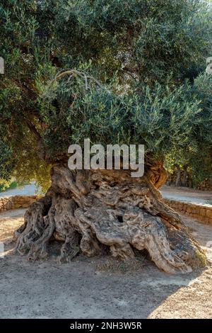 The oldest olive tree in Ano Vouves, Crete, Greece, Europe Stock Photo ...