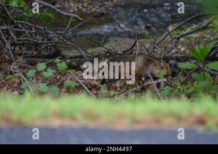 An urban red fox getting ready to hunt Stock Photo - Alamy