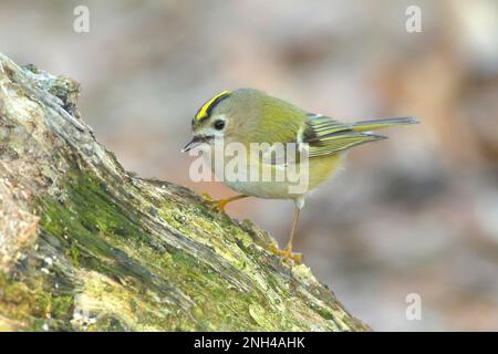 Goldcrest (Regulus regulus), winter goldcrest, songbirds, animals ...