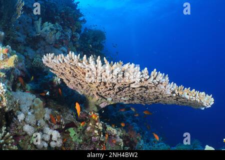 Pharaoh antler coral (Acropora pharaonis), House Reef dive site ...