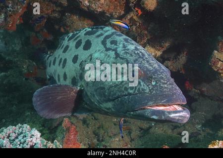 Potato grouper (Epinephelus tukula) and cleaner fish. Dive site Sodwana ...