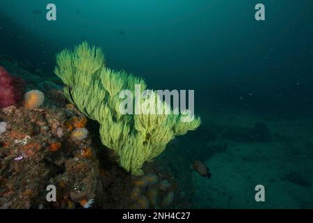 Green shrub gorgonian (Rumphella), Aliwal Shoal dive site, Umkomaas ...