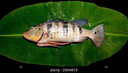 Peacock bass on banana leaf top view. Tucunaré fish Stock Photo - Alamy