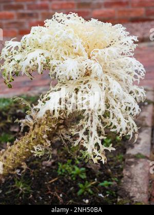 Feathery white ornamental central foliage of the hardy leaf vegetable ...
