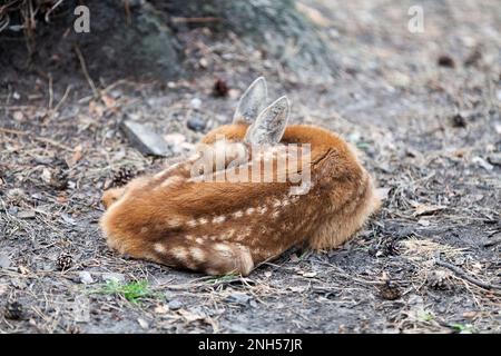 The Siberian roe deer or eastern roe deer (Capreolus pygargus) is a ...