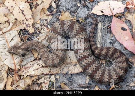 Highly venomous Australian Common Death Adder Stock Photo - Alamy
