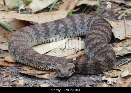 Highly venomous Australian Common Death Adder Stock Photo - Alamy