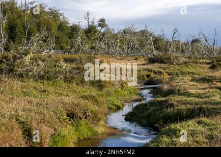 Landscape of a beaver habitat in Reserva Lago Yeguin on the island ...