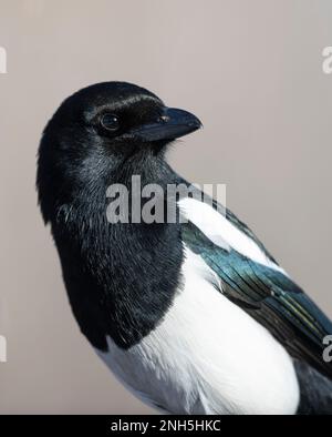 Head detail of Black-billed magpie (Pica hudsonia), Calgary, Prince's ...