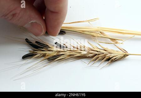 ergot fungus on rye ear Claviceps purpurea Syn. Secale cornutum ...