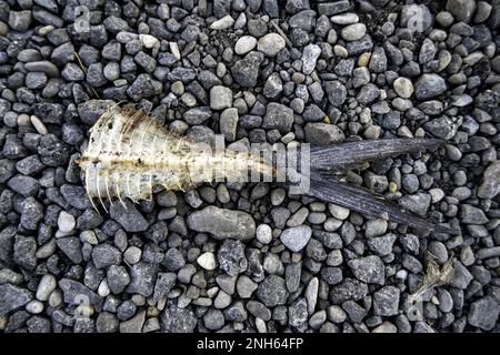 Detail of fish in poor condition, garbage and pollution Stock Photo - Alamy