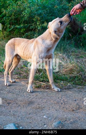 Cute Puerto Rico Street dog and the Puerto Rico flag Stock Photo - Alamy