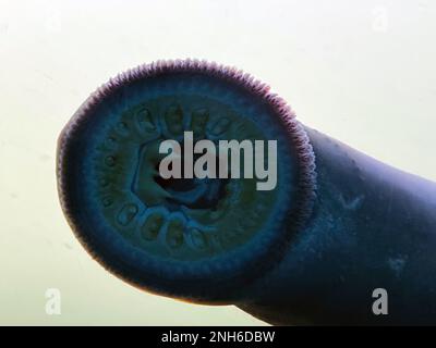 Pacific Lamprey begin their lives in freshwater streams around the ...