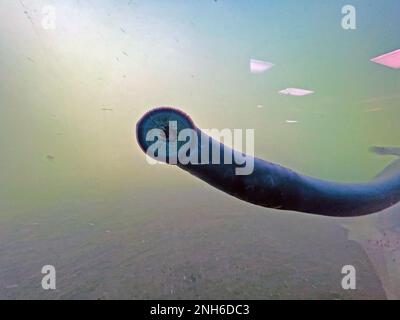 Pacific Lamprey begin their lives in freshwater streams around the ...