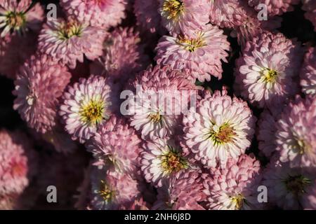 Chrysanthemums in the Nikitsky Botanical Garden, Crimea. flowers ...