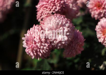 Chrysanthemums in the Nikitsky Botanical Garden, Crimea. flowers ...