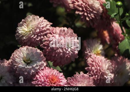 Chrysanthemums in the Nikitsky Botanical Garden, Crimea. flowers ...