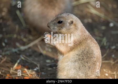 Close up of prairie dog photograpped sideways just eating a carrot ...