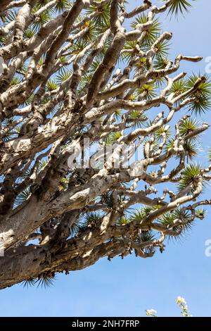 Dragon tree on Puerto de la Cruz, Tenerife, Spain Stock Photo - Alamy