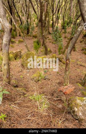 Moody woodland landscapes along the hiking trail at Aguamansa (eerie ...